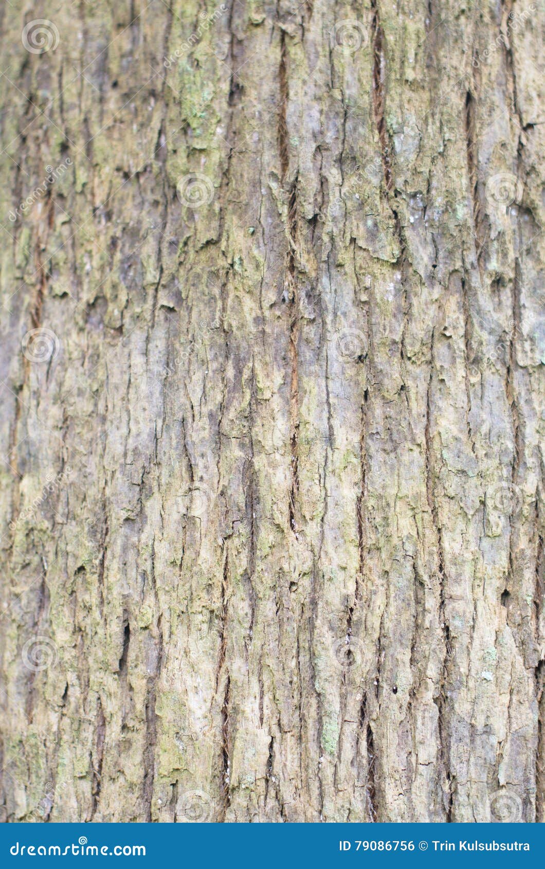 Bark surface. stock photo. Image of bicolor, rough, swamp - 79086756