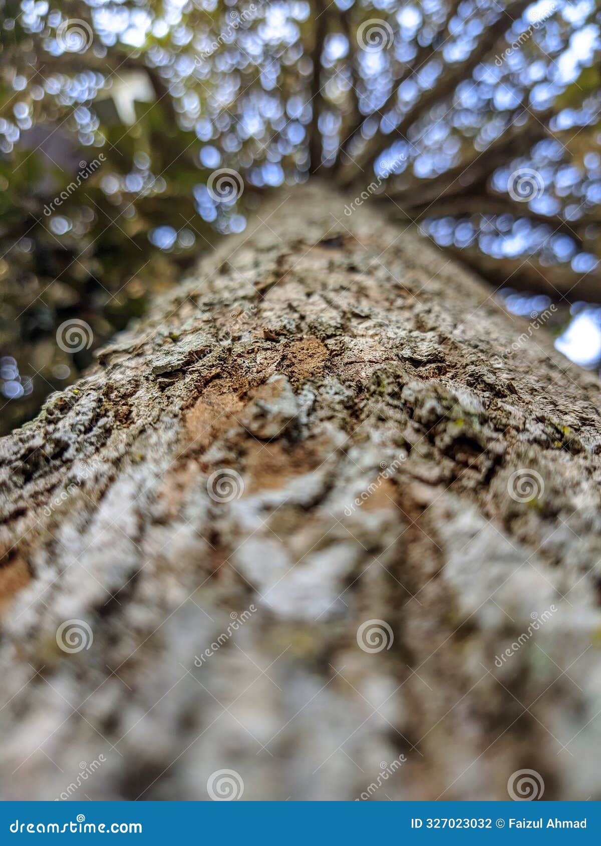 The Bark Surface of a Tree Trunk and a Tall Durian Tree Stock Photo ...