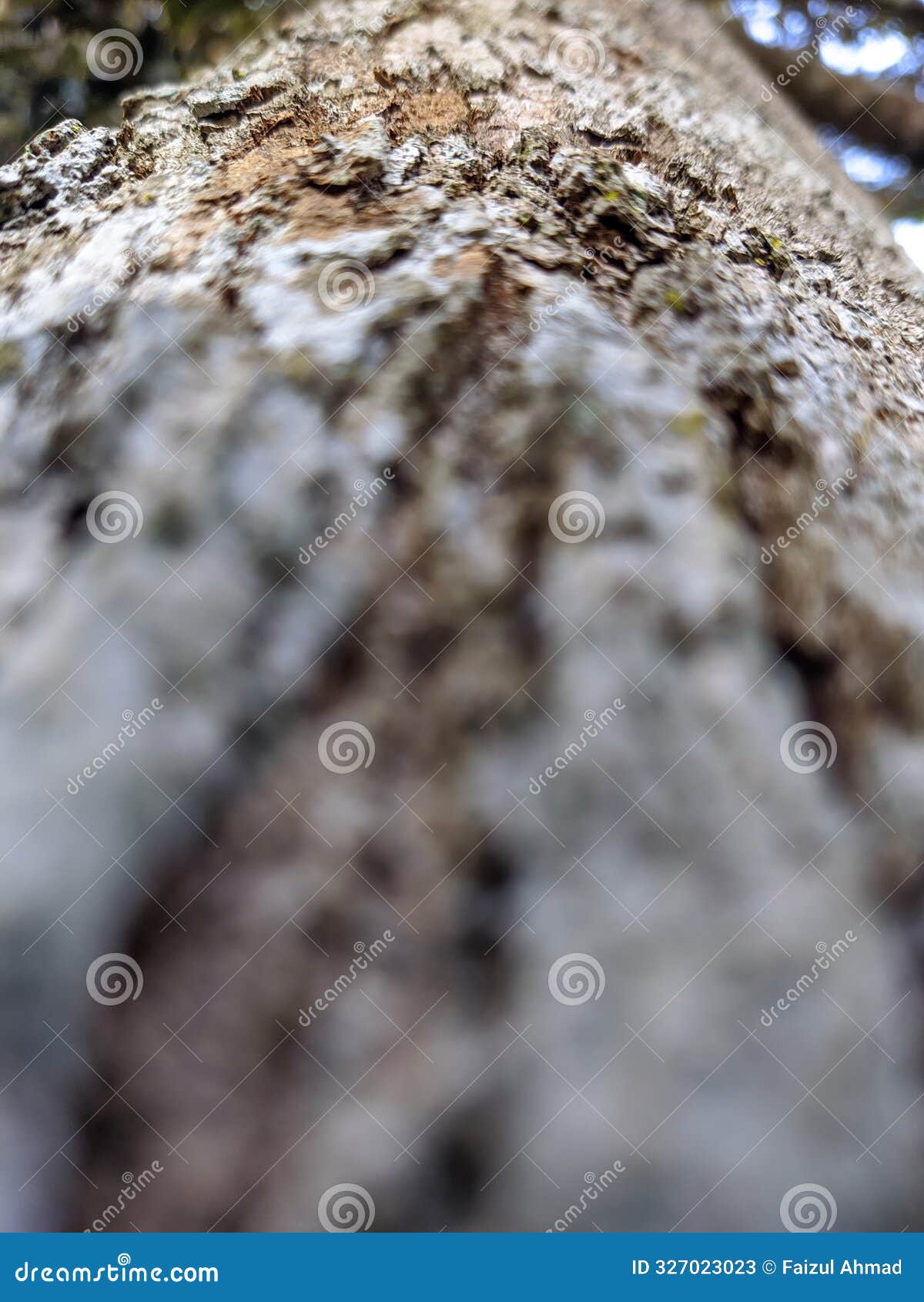 The Bark Surface of a Tree Trunk and a Tall Durian Tree Stock Image ...
