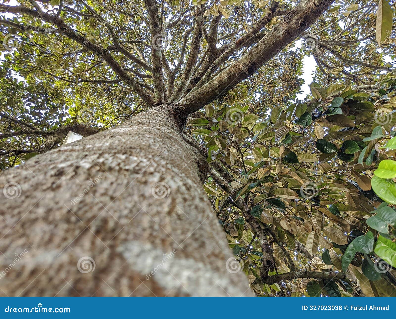 The Bark Surface of a Tree Trunk and a Tall Durian Tree Stock Photo ...