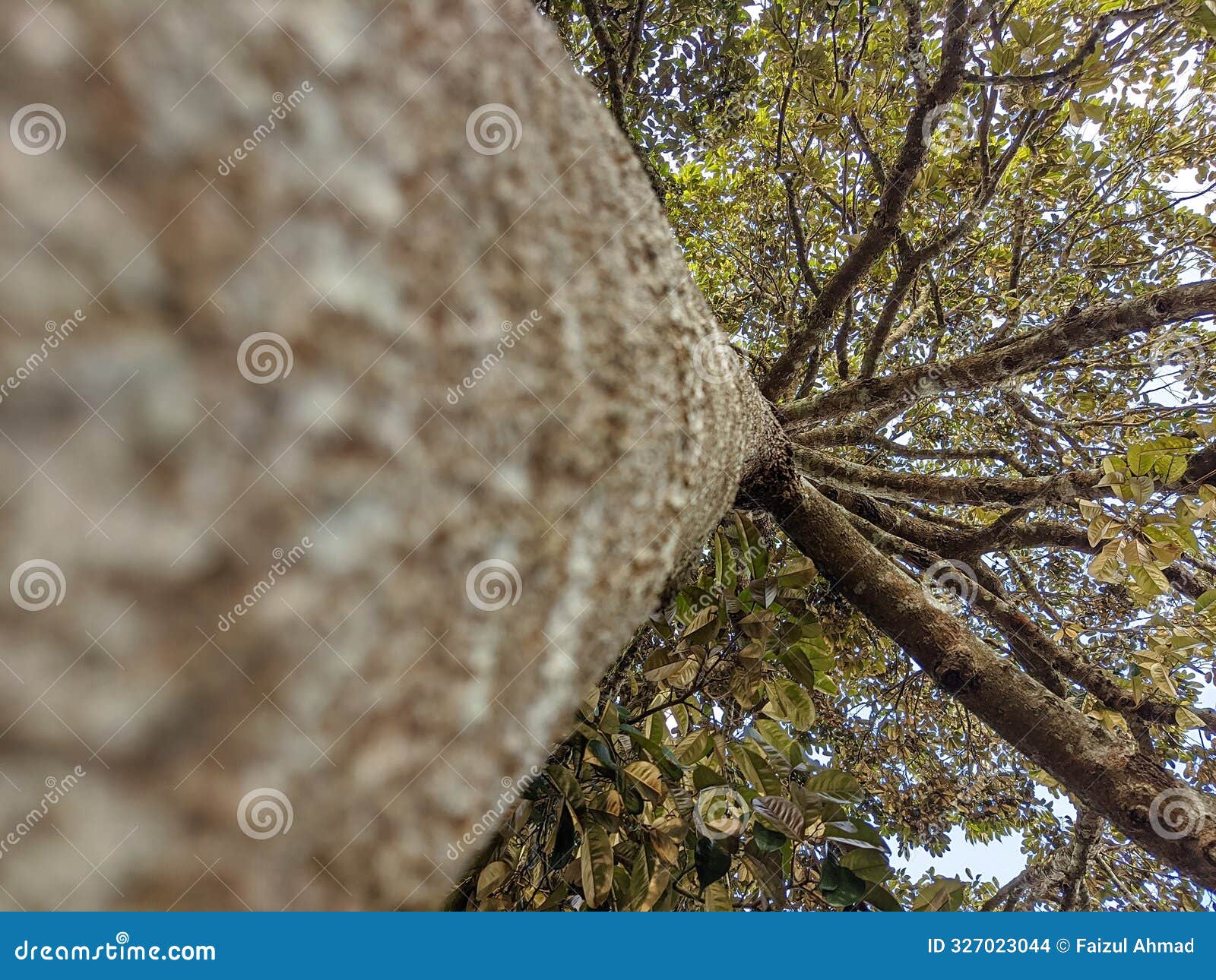 The Bark Surface of a Tree Trunk and a Tall Durian Tree Stock Photo ...