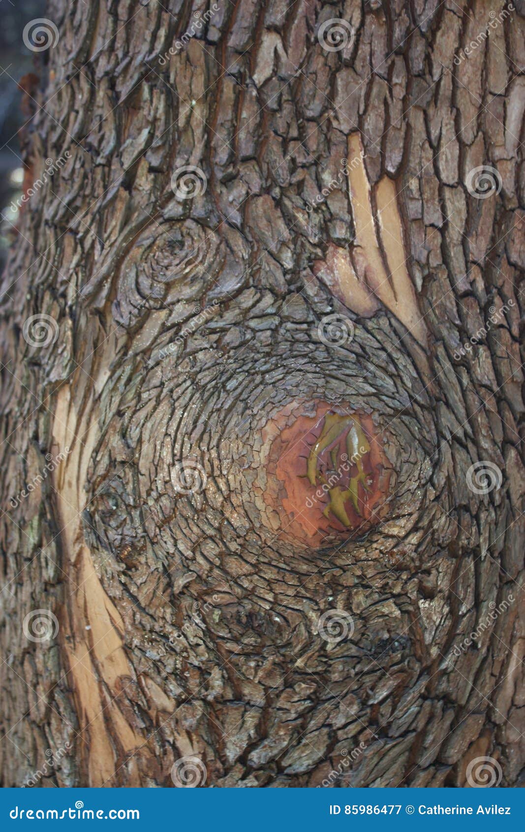 Bark stock image. Image of knots, bark, outdoor, texture - 85986477