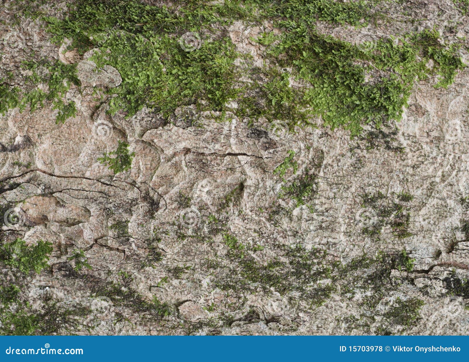 Bark of Sycamore Maple stock photo. Image of trunk, moss - 15703978