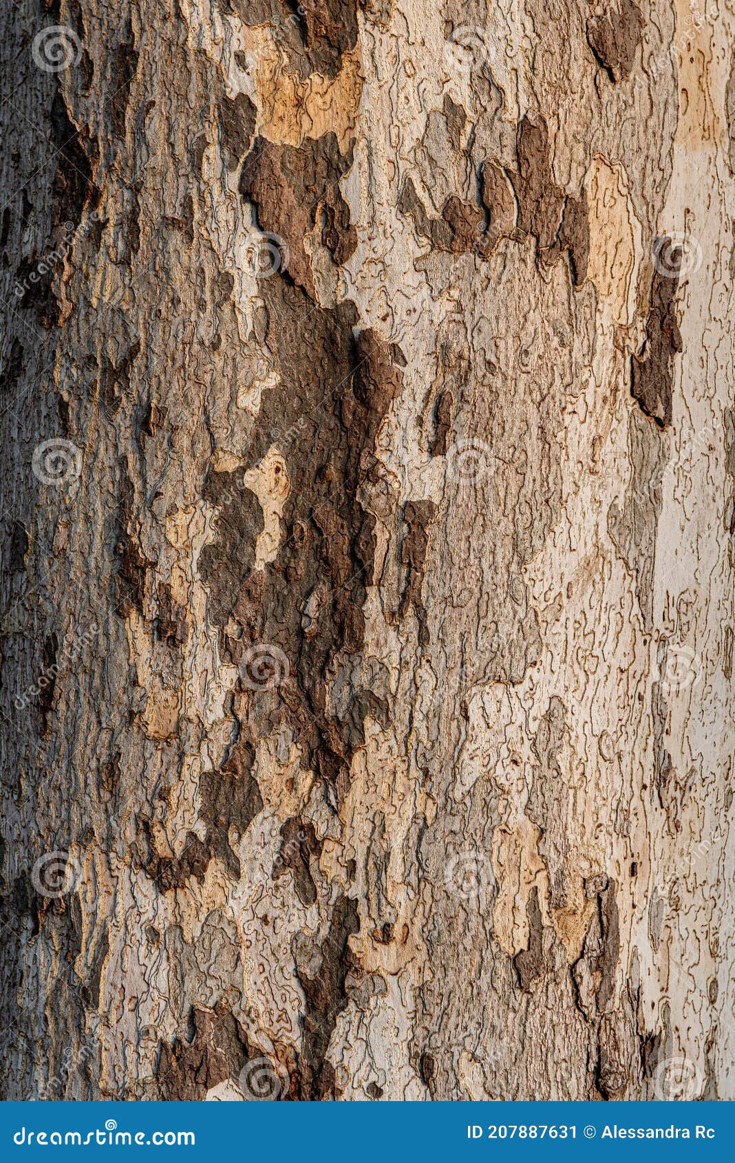 The Bark of a Sycamore Tree Stock Image - Image of botany, brown: 207887631