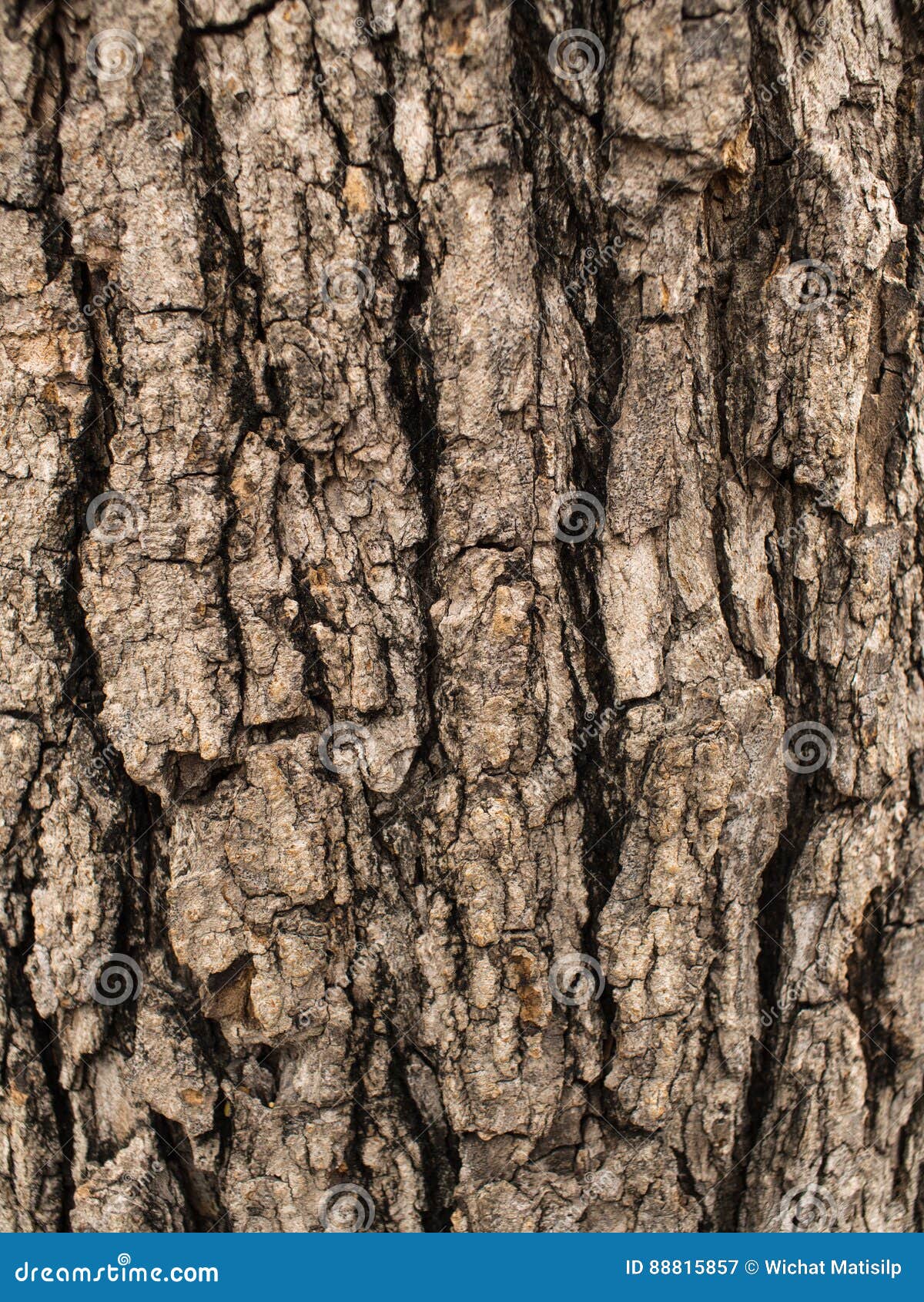 Bark of Tamarind Tree stock image. Image of summer, pattern - 88815857
