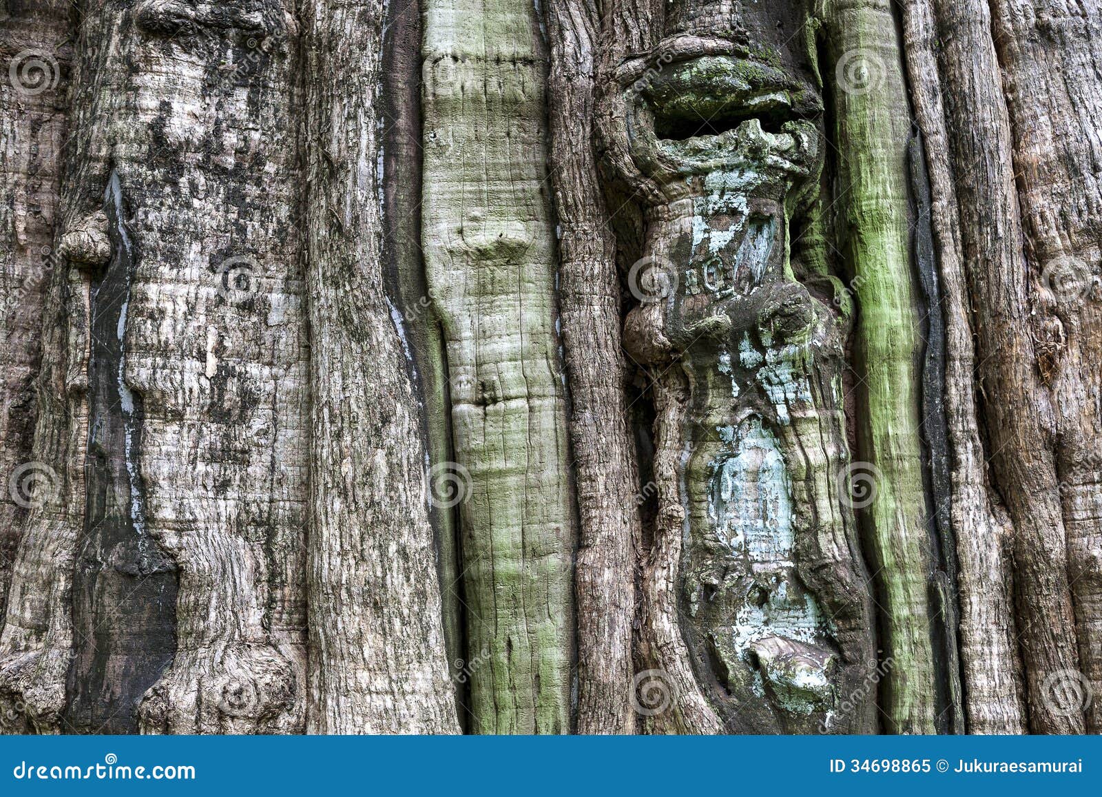 Teak Tree Plantation, Forest Teak, Teak Farm, Background Teak Wood ...