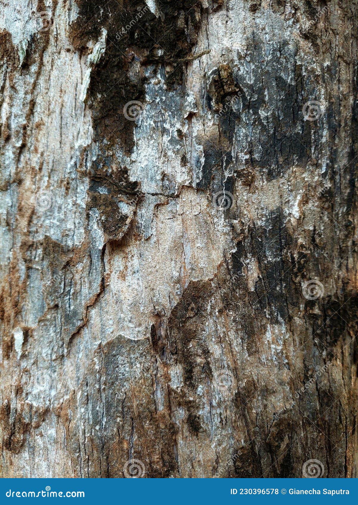Bark of Teak Tree & X28;tectona Grandis& X29; Stock Photo - Image of ...