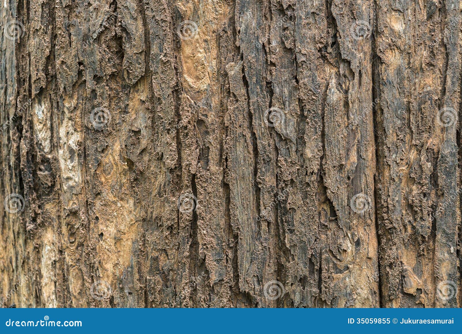 Teak Tree With Plank-buttress Root Covered With Vines Stock Photography ...