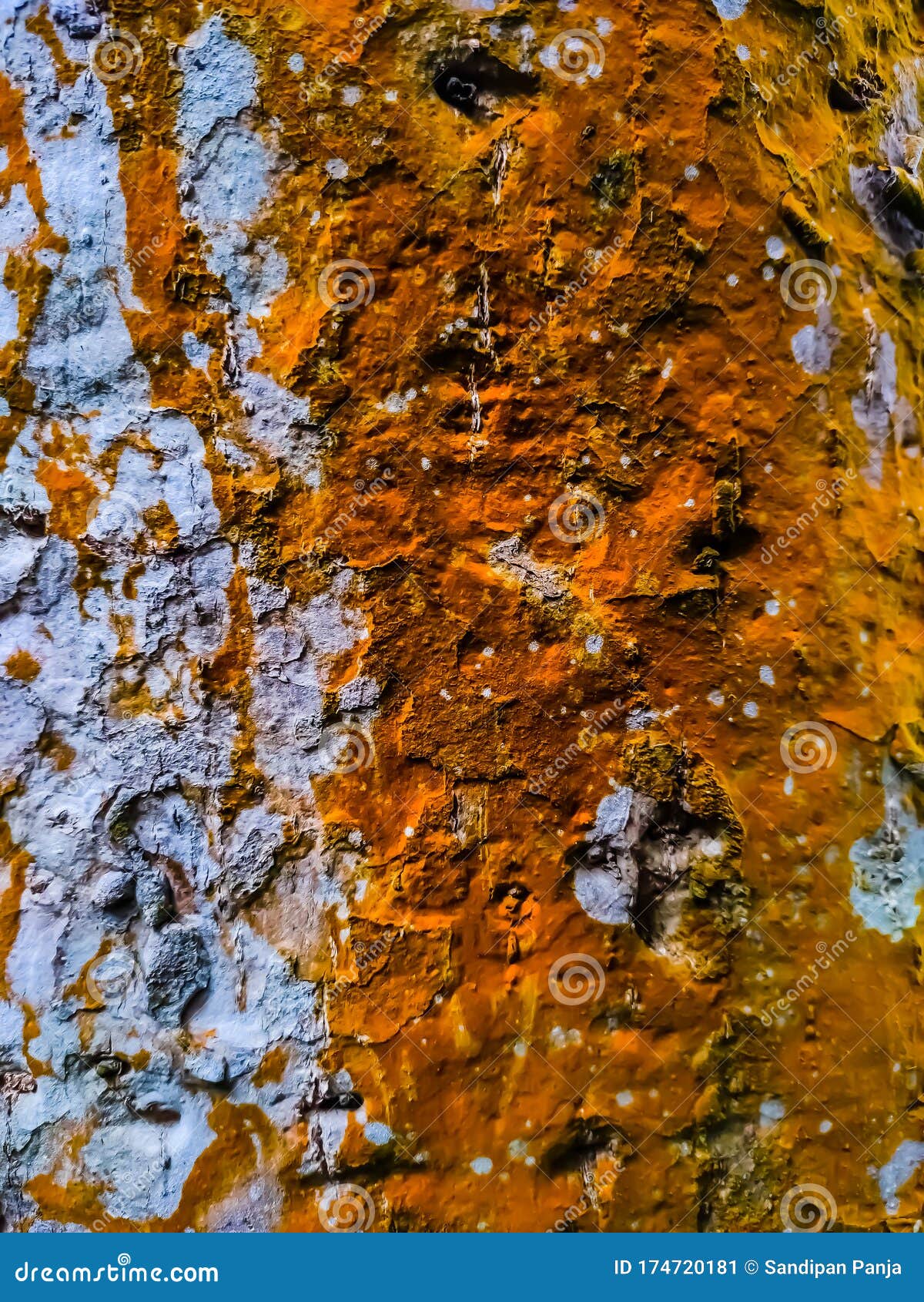 This is the Bark of the Terminalia Arjuna, is a Tree of Genus ...