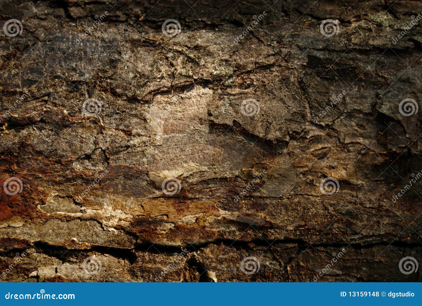 Bark corrosion stock photo. Image of scratch, aging, grungy - 13159148