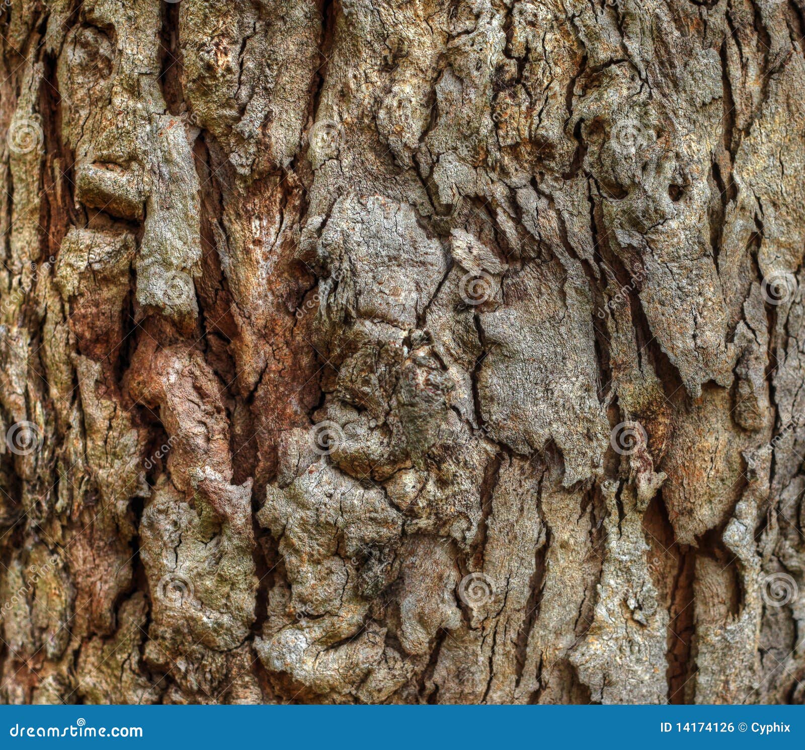 Bark Texture stock photo. Image of park, natural, brown - 14174126