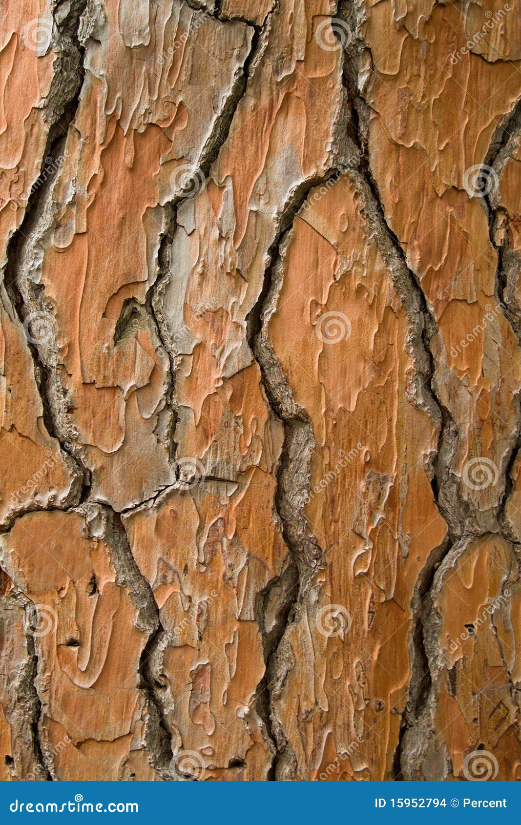 Bark texture stock photo. Image of aging, wood, bark - 15952794