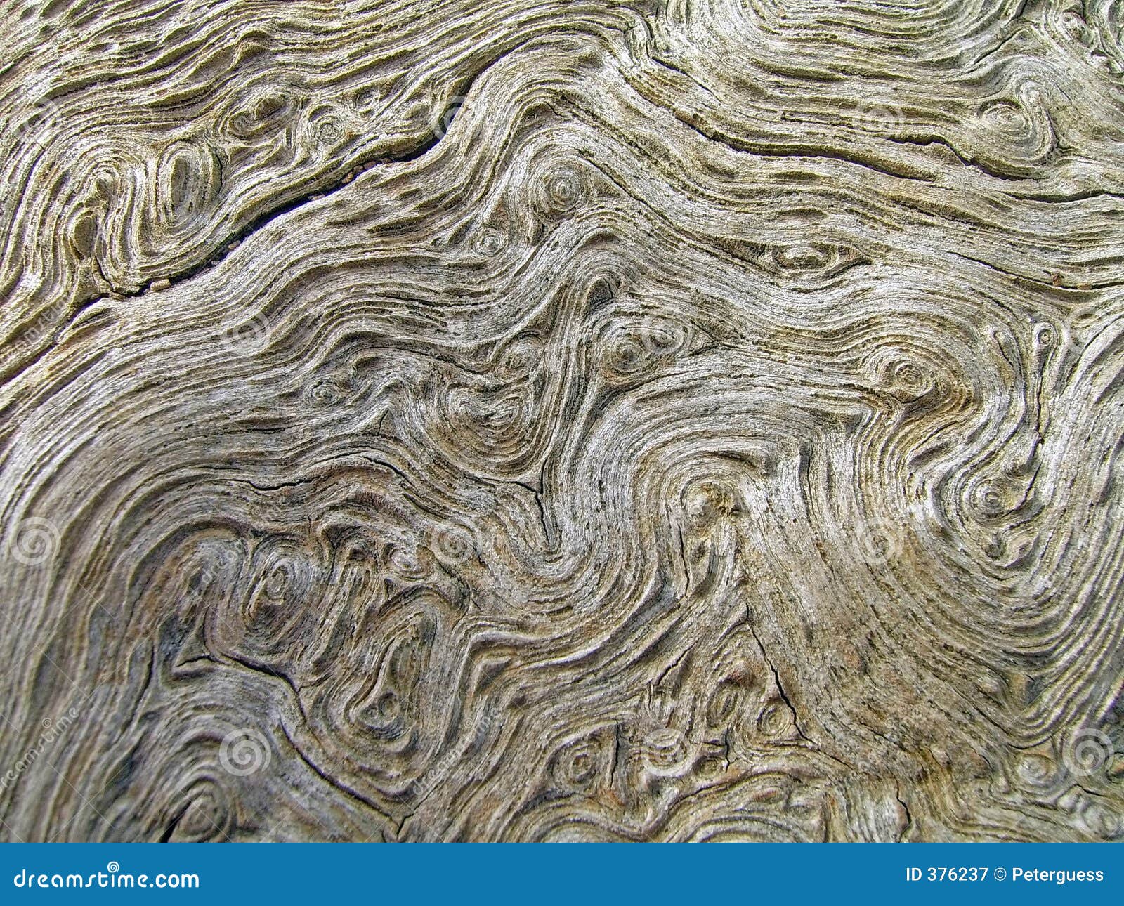 Bark Texture 2 stock image. Image of macro, detail, tree - 376237