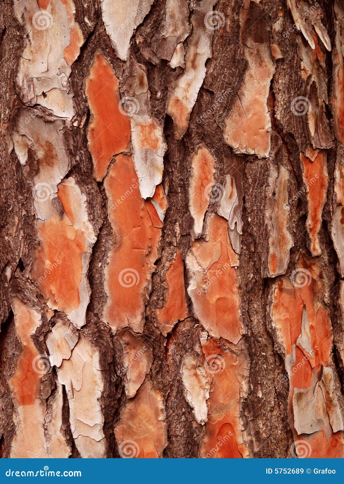 Bark Texture stock image. Image of textured, detailed - 5752689