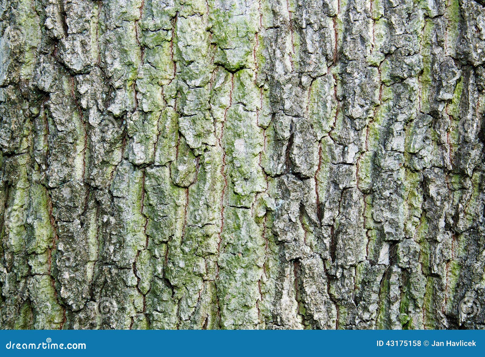 2,115 Forrest Green Wood Texture Stock Photos - Free & Royalty-Free ...