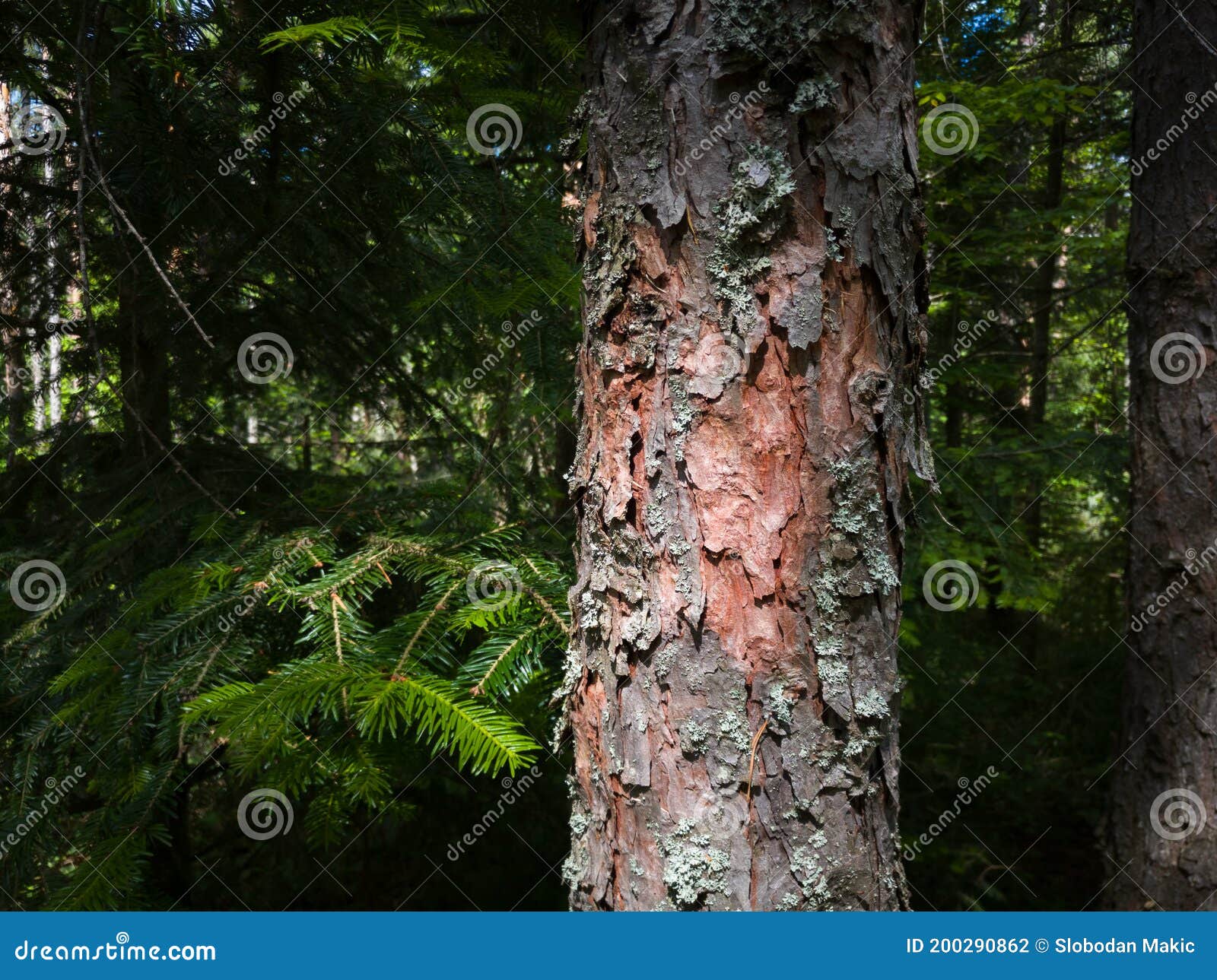 Bark Texture and Abstract Shapes on a Pine Tree in an Evergreen Forest ...