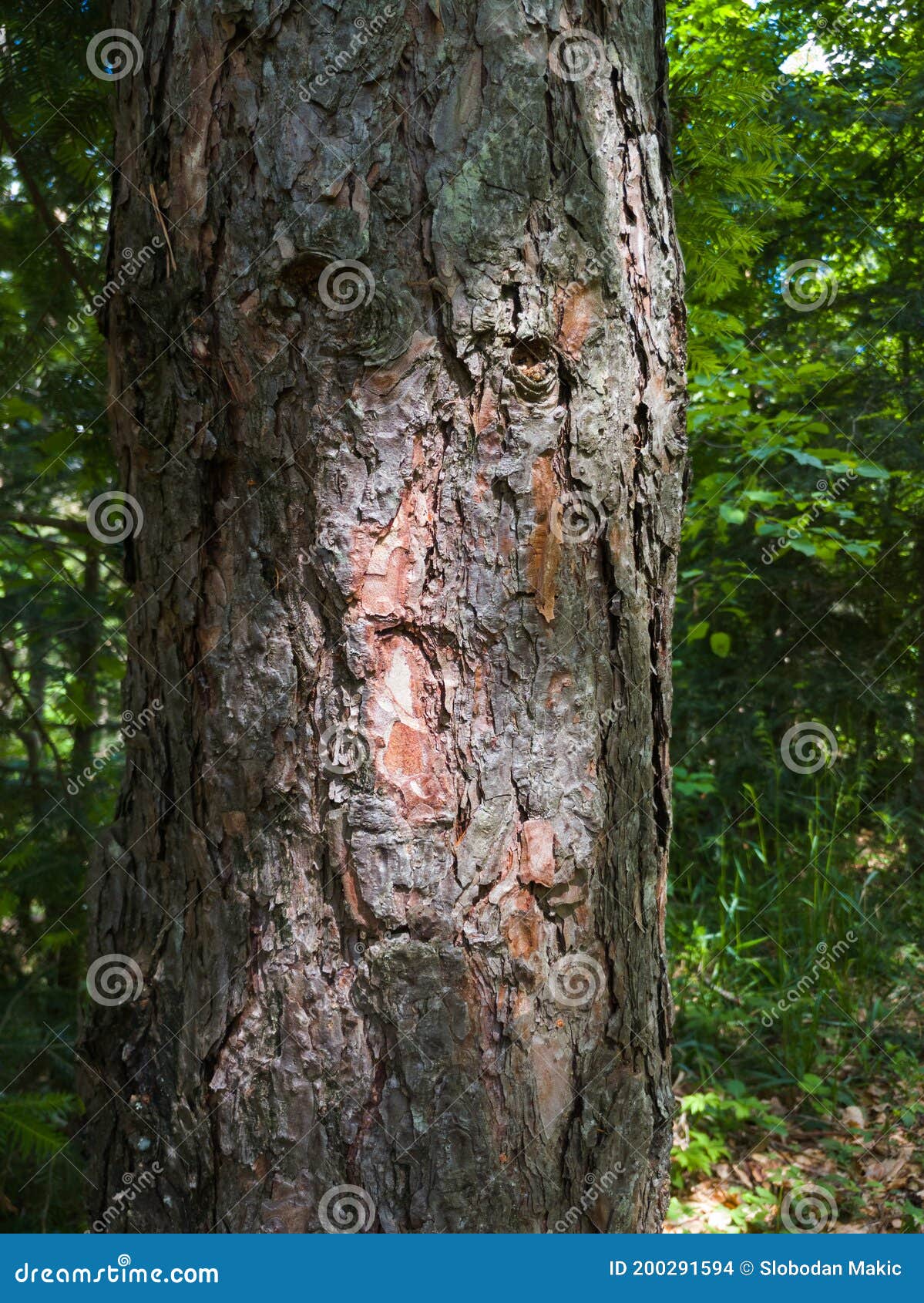 Bark Texture and Abstract Shapes on a Pine Tree in an Evergreen Forest ...