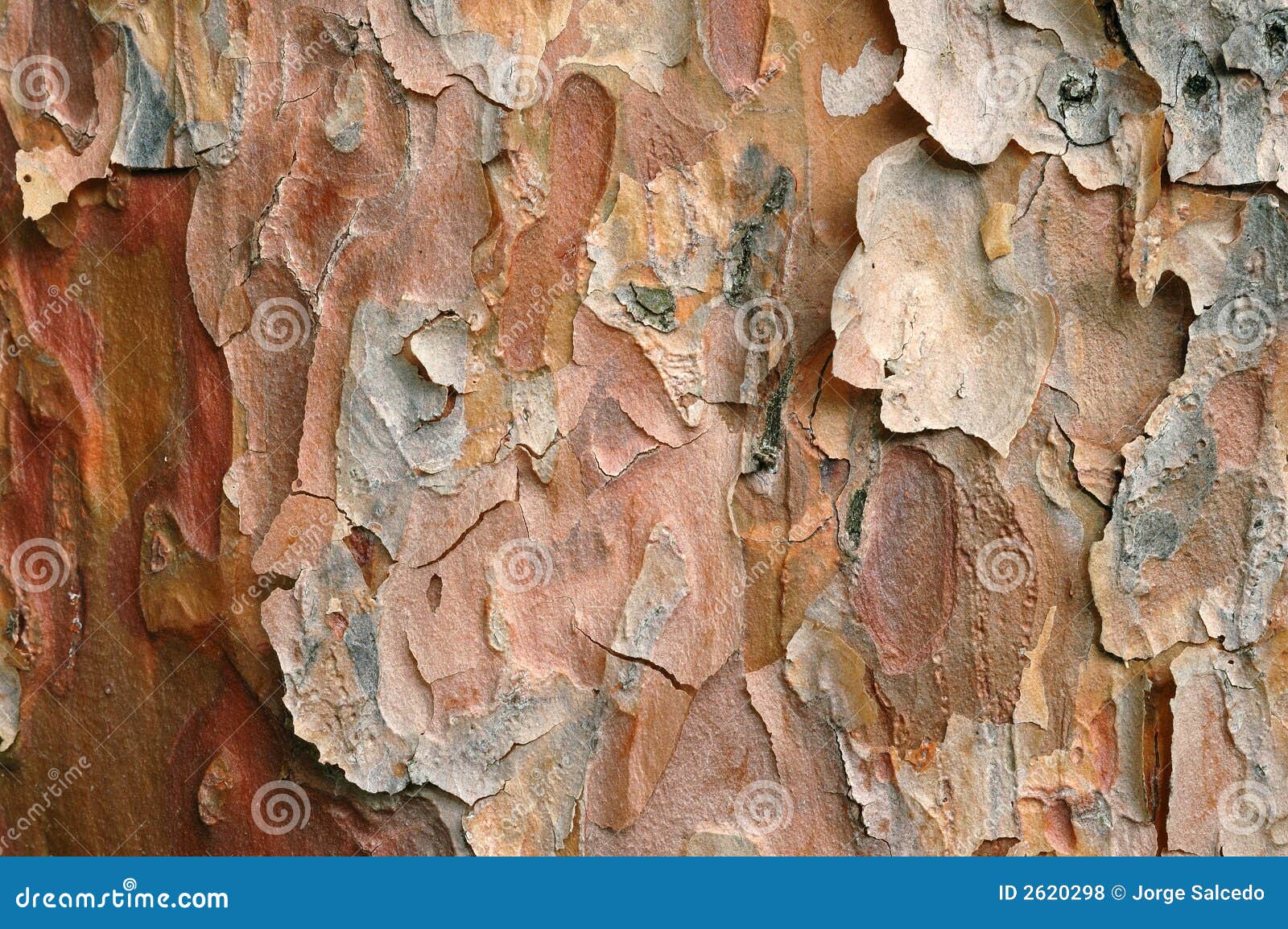 Bark Texture Background stock photo. Image of garden, nature - 2620298