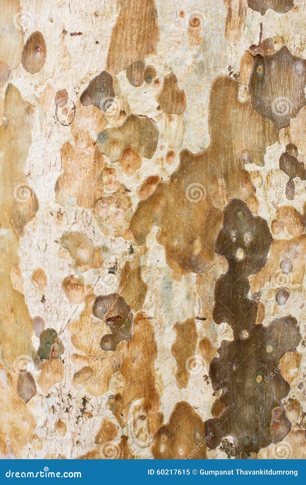 Bark Texture and Background Eucalyptus Tree Stock Image - Image of ...