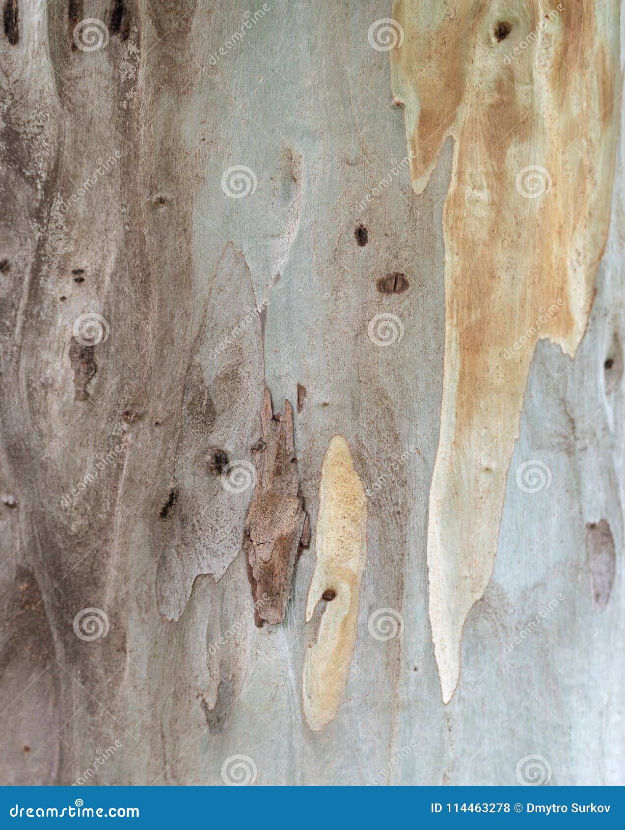 Bark Texture Background, Eucalyptus Tree Stock Photo - Image of ...