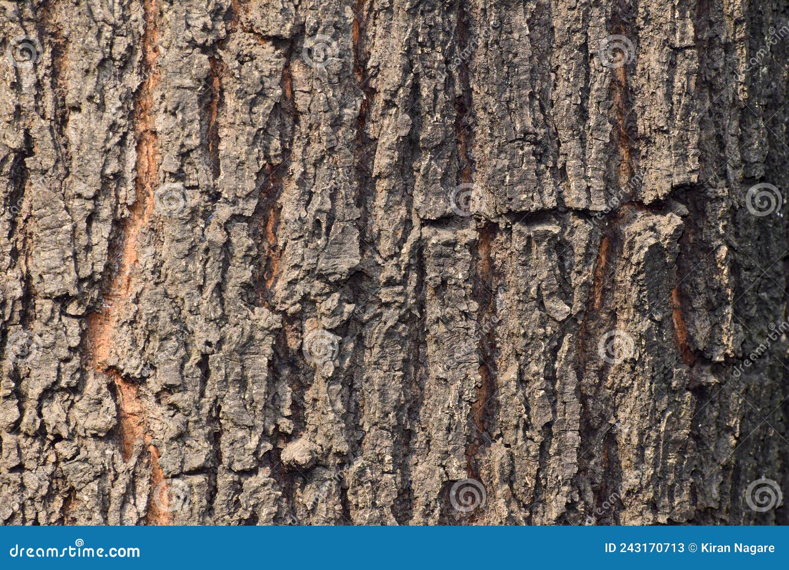 Bark texture background stock image. Image of natural - 243170713