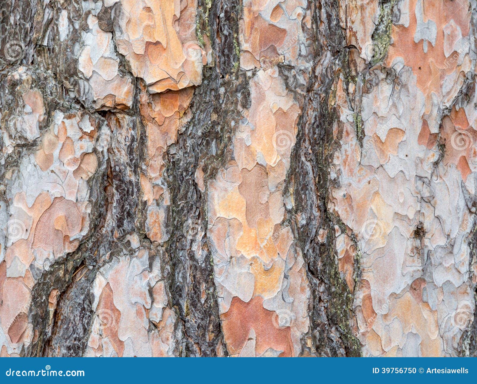 233 Scots Pine Wood Texture Photos - Free & Royalty-Free Stock Photos ...