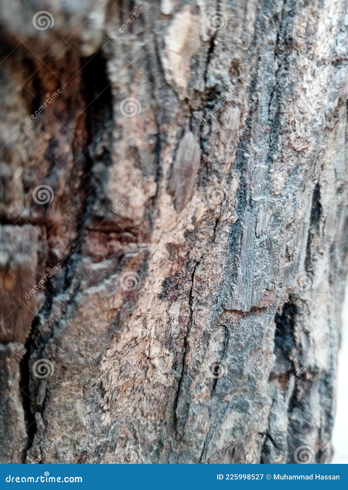 Bark Texture or Close Up of Babool, Gum Arabic Tree, Vachellia Nilotica ...