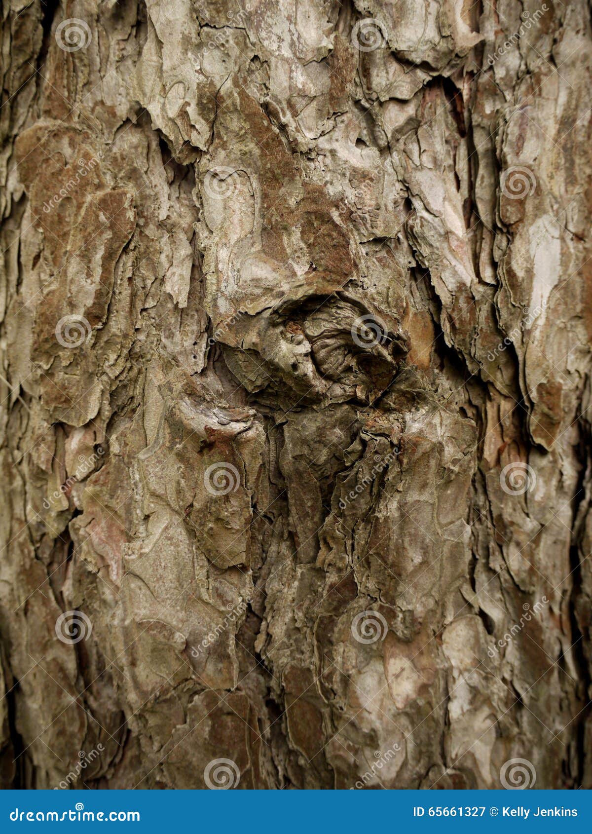 Bark Texture stock image. Image of backgrounds, tree - 65661327