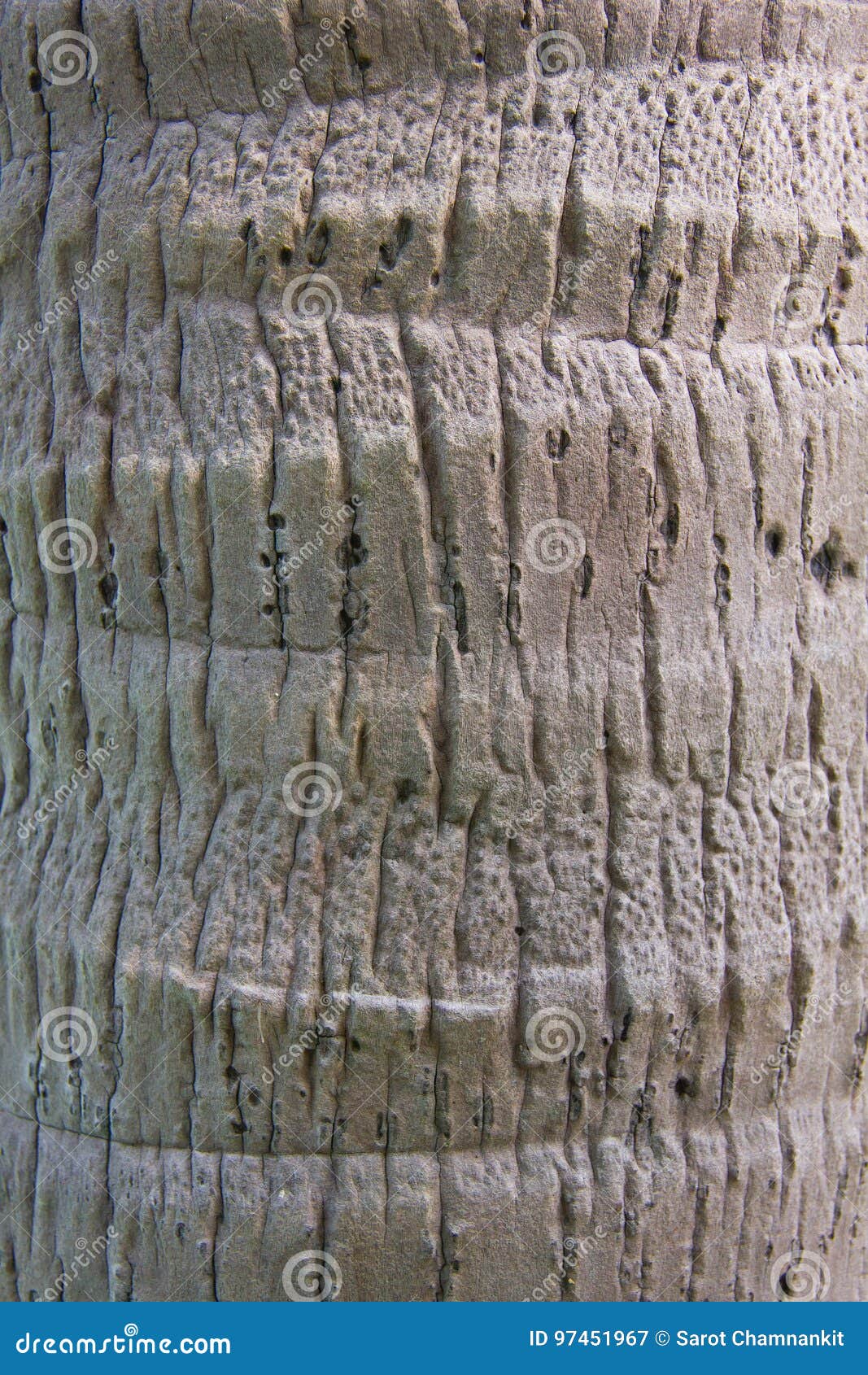Texture Of Coconut Tree Leaves. Royalty-Free Stock Photography ...