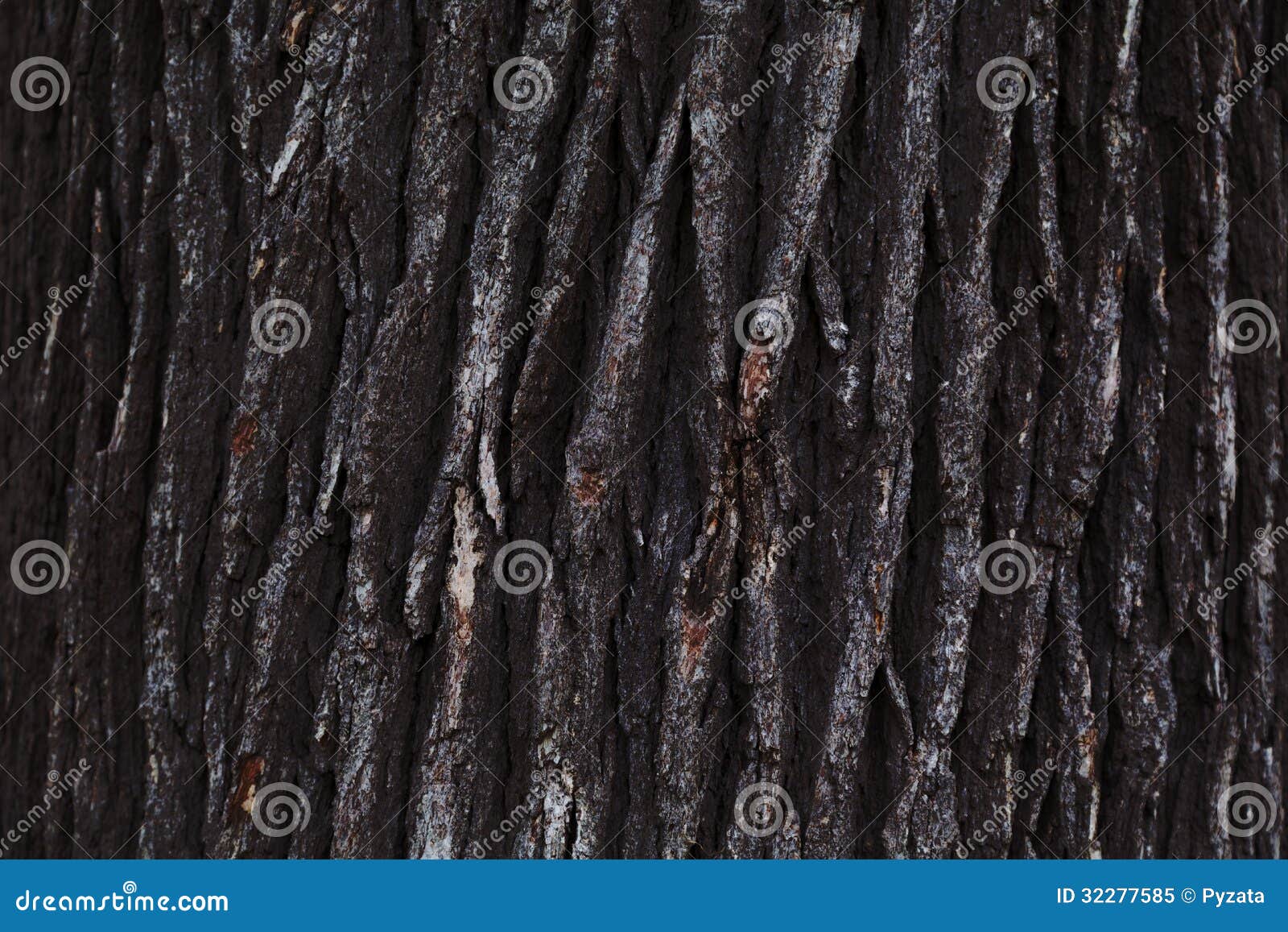 Bark texture stock image. Image of natural, grunge, boarding - 32277585