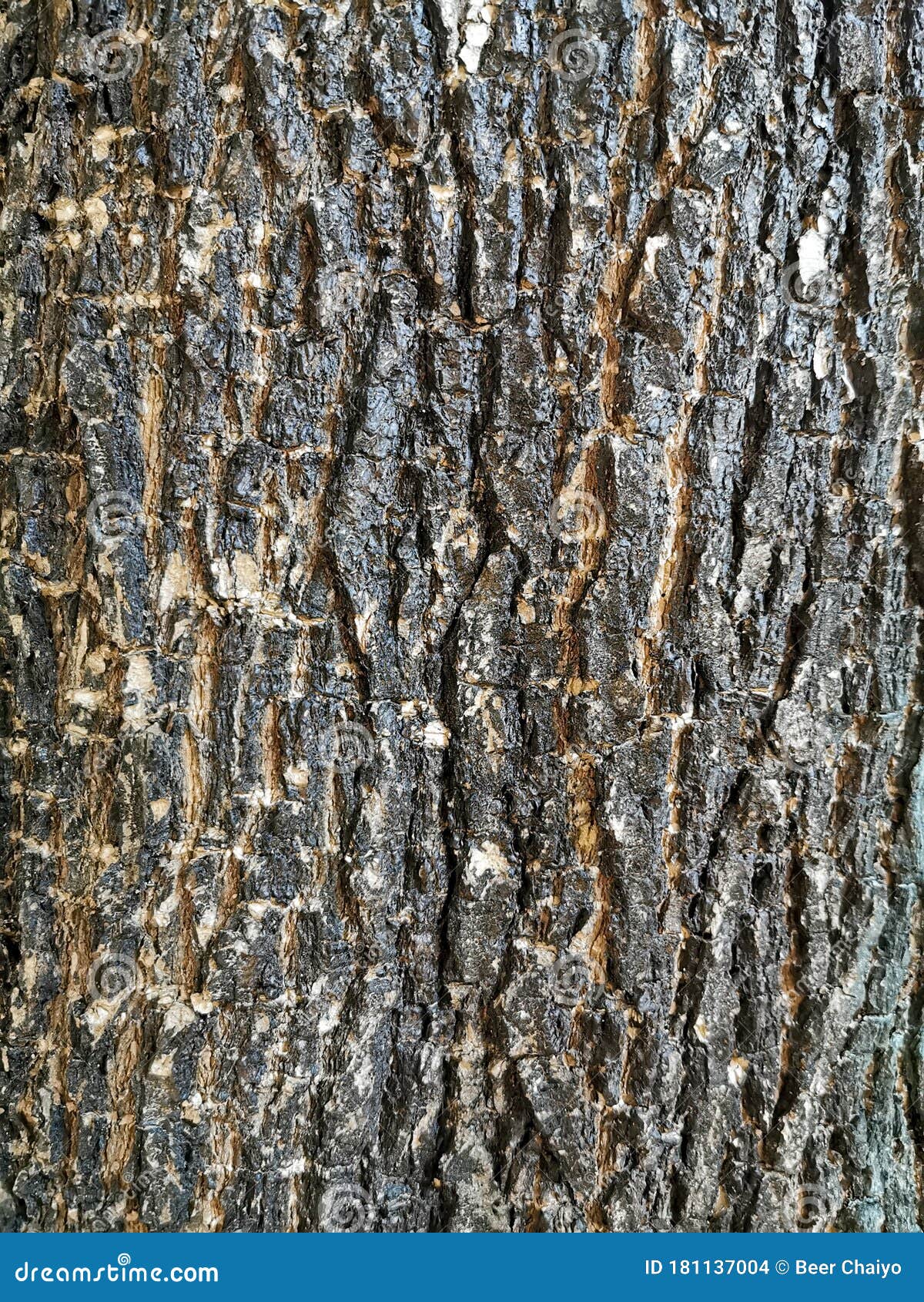 Big Devil Tree With A White Flower Bouquet . Royalty-Free Stock Image ...