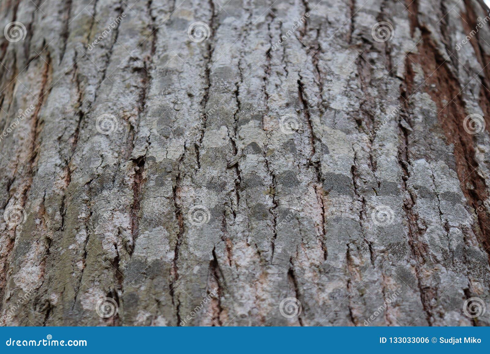 Tree Bark. Texture Arises. Abstract Form. Natural, Stock Photo - Image ...