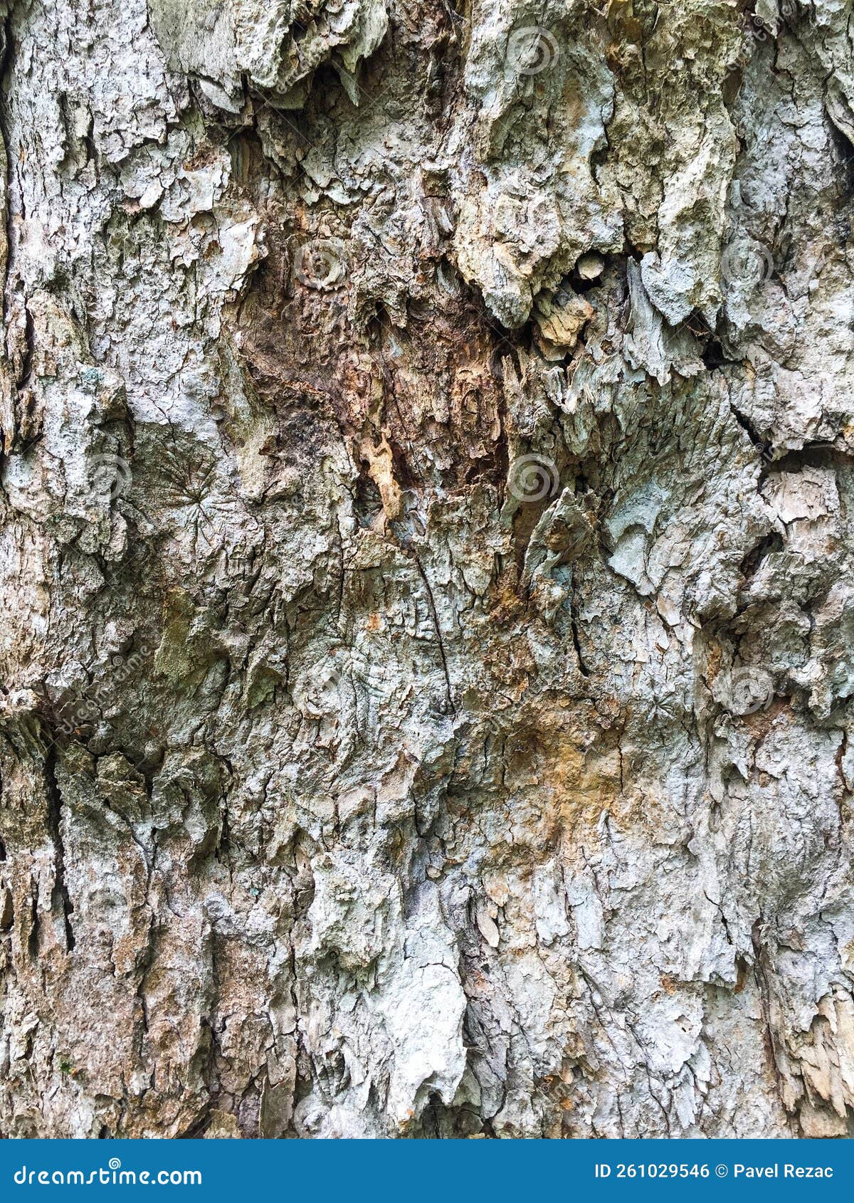 Bark texture stock photo. Image of stem, material, close - 261029546