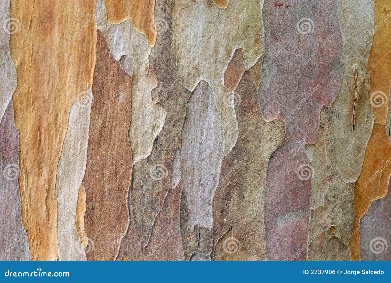 Bark Texture Environment Background Natural Wood Texture Stock Image ...