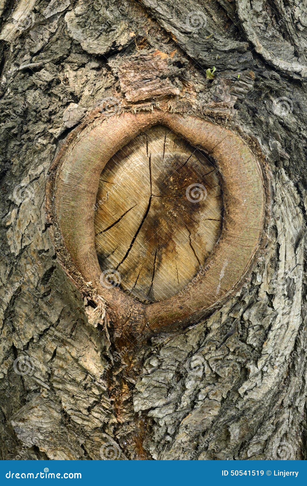 Bark texture with knot stock image. Image of autumn, close - 50541519