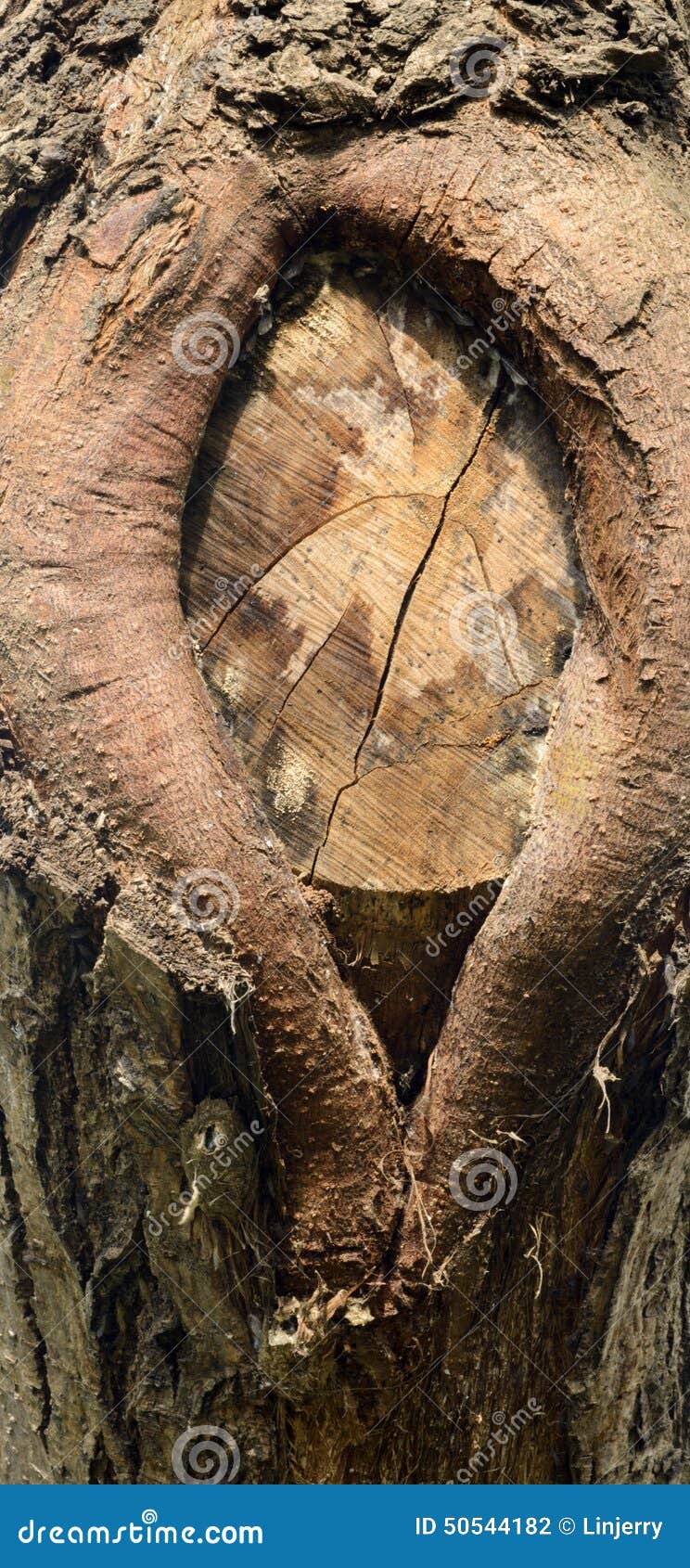 Bark texture with knot stock photo. Image of curved, bark - 50544182