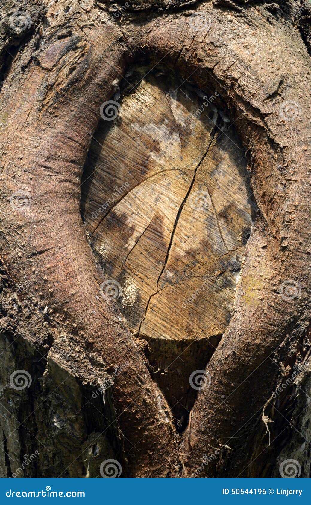 Bark texture with knot stock photo. Image of detail, curved - 50544196