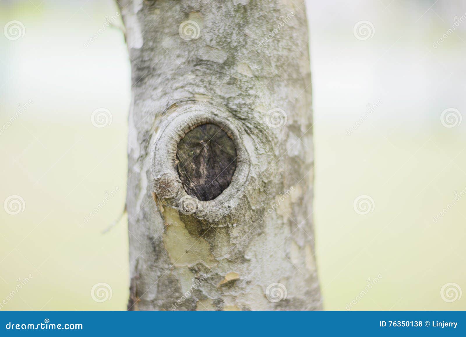 Bark texture with knot stock photo. Image of lumber, bark - 76350138