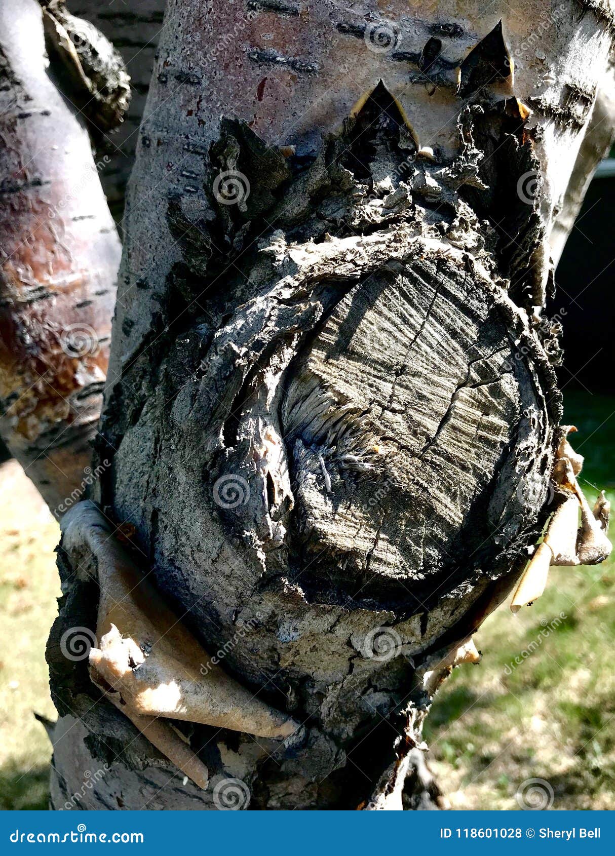 Peeling tree trunk stock photo. Image of trunk, texture - 118601028