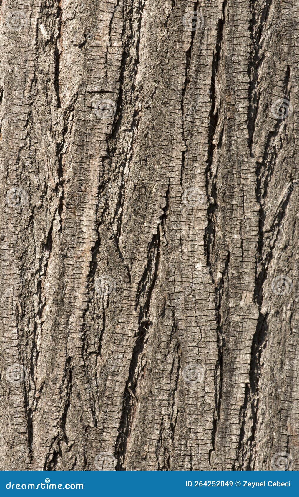 Bark Texture of a Lndia Lilac Tree Stock Image - Image of nature ...