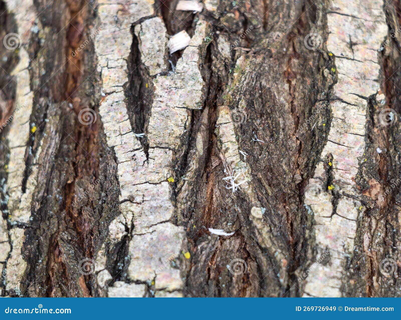 Bark Texture: a Macro View of Tree Skin Stock Image - Image of ...
