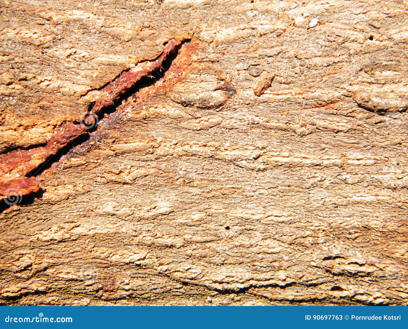 Texture Mango Tree Wood Royalty-Free Stock Photo | CartoonDealer.com ...