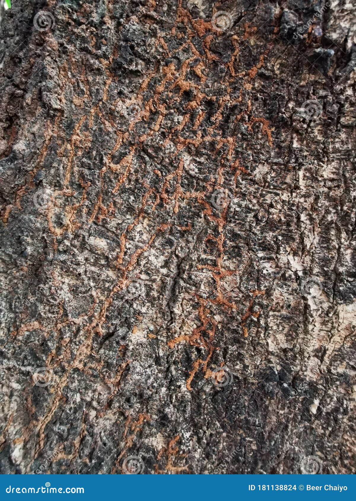 Bark Texture of Old Mango Tree Stock Photo - Image of flooring, plant ...