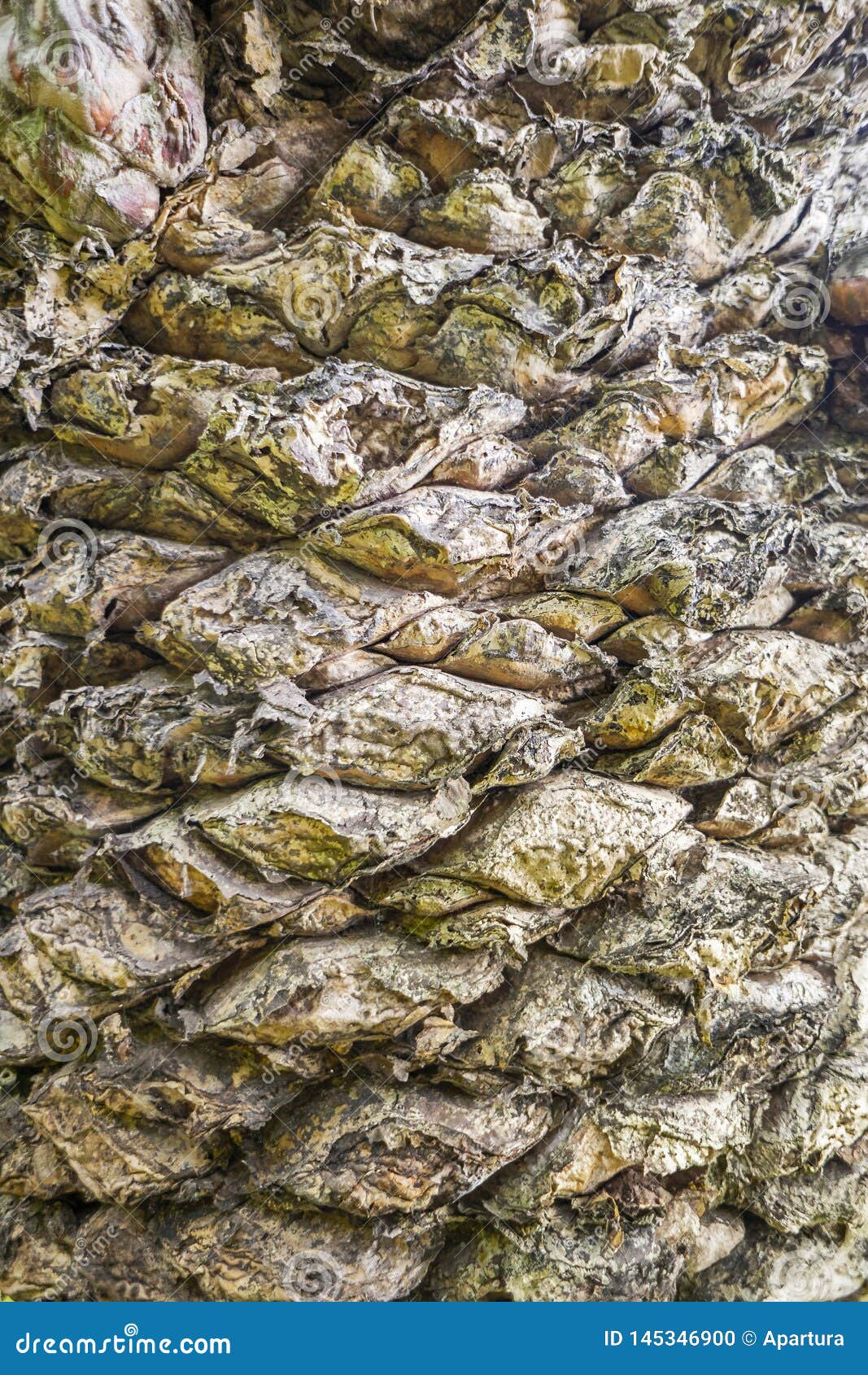 Bark Texture of an Old Rare Cycas Javana Fern Found Primarily in Java ...