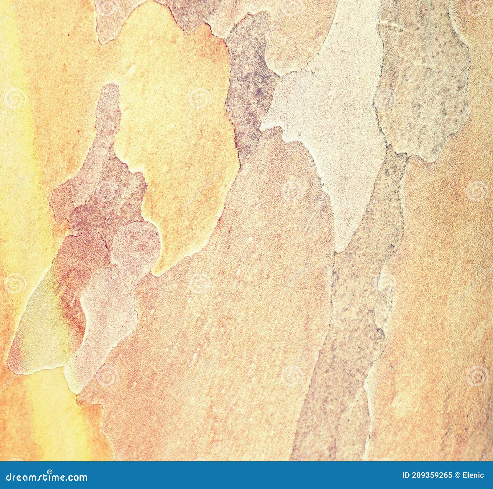 Bark Texture and Pattern. Japanese Stewartia Bark Smooth Textured and ...