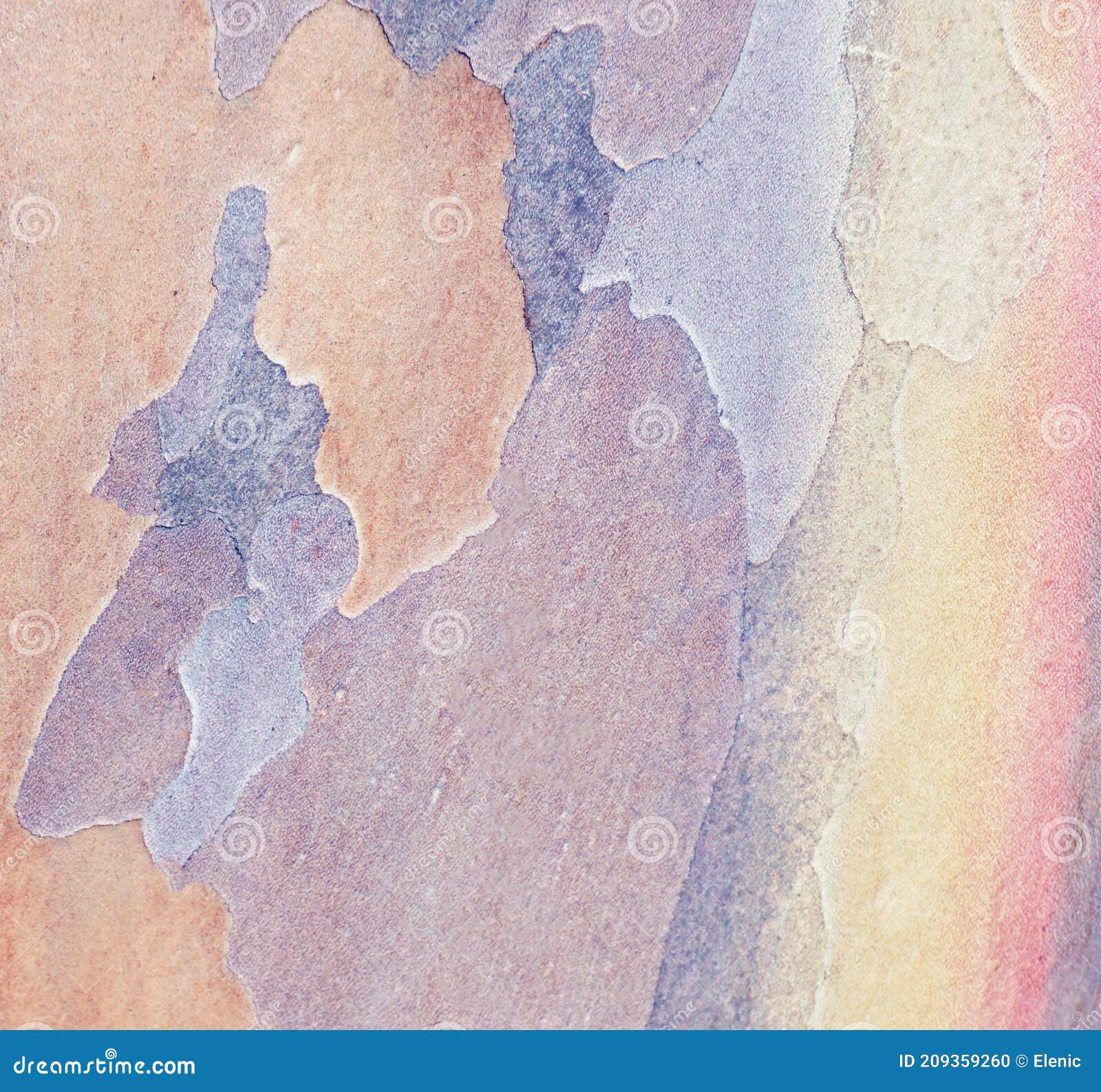 Bark Texture and Pattern. Japanese Stewartia Bark Smooth Textured and ...