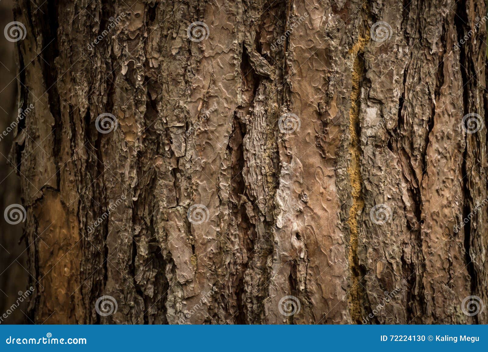 Bark texture of pine tree. stock photo. Image of background - 72224130