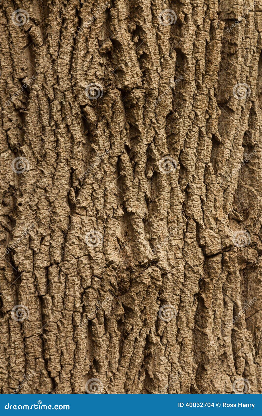 Bark Texture stock photo. Image of natural, tree, maple - 40032704