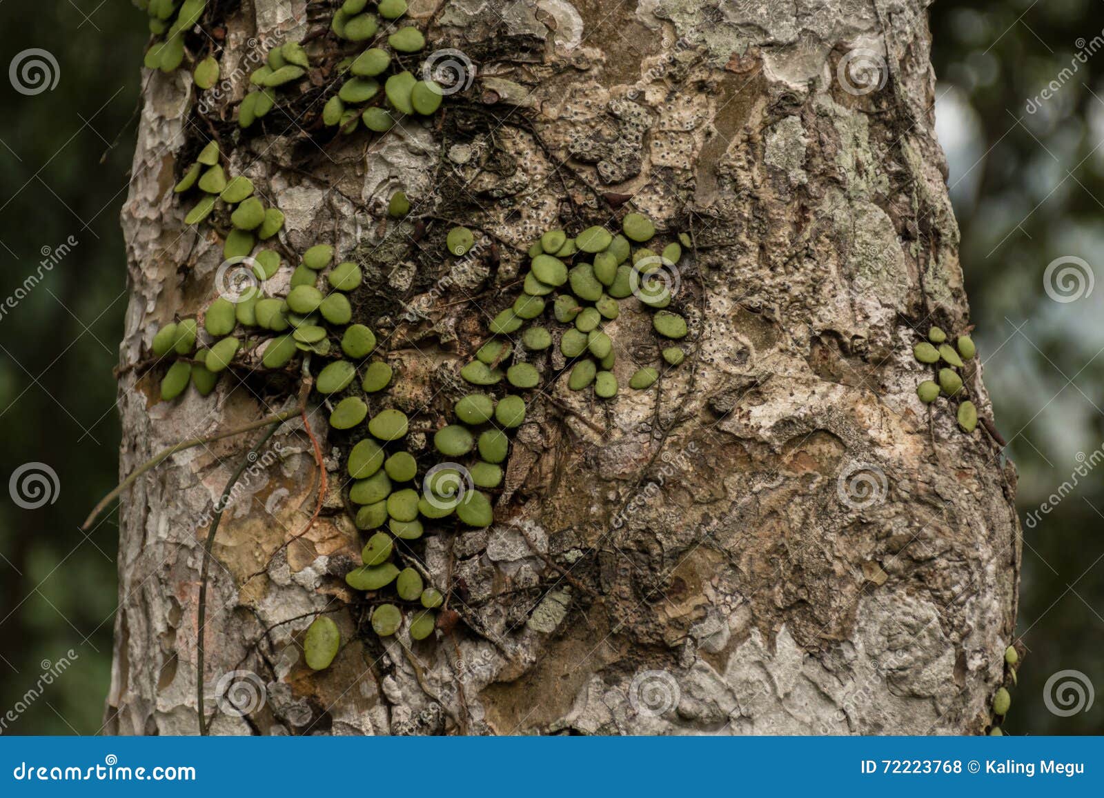 Bark texture of tree. stock photo. Image of weathered - 72223768