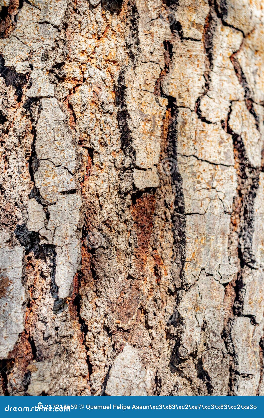 Bark Texture of a Tree Native To the Brazilian Cerrado Stock Image ...